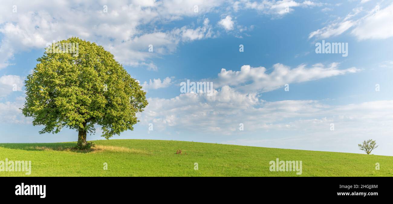 Lone tree in a meadow. Lime tree on a meadow in the Jura. France Stock ...