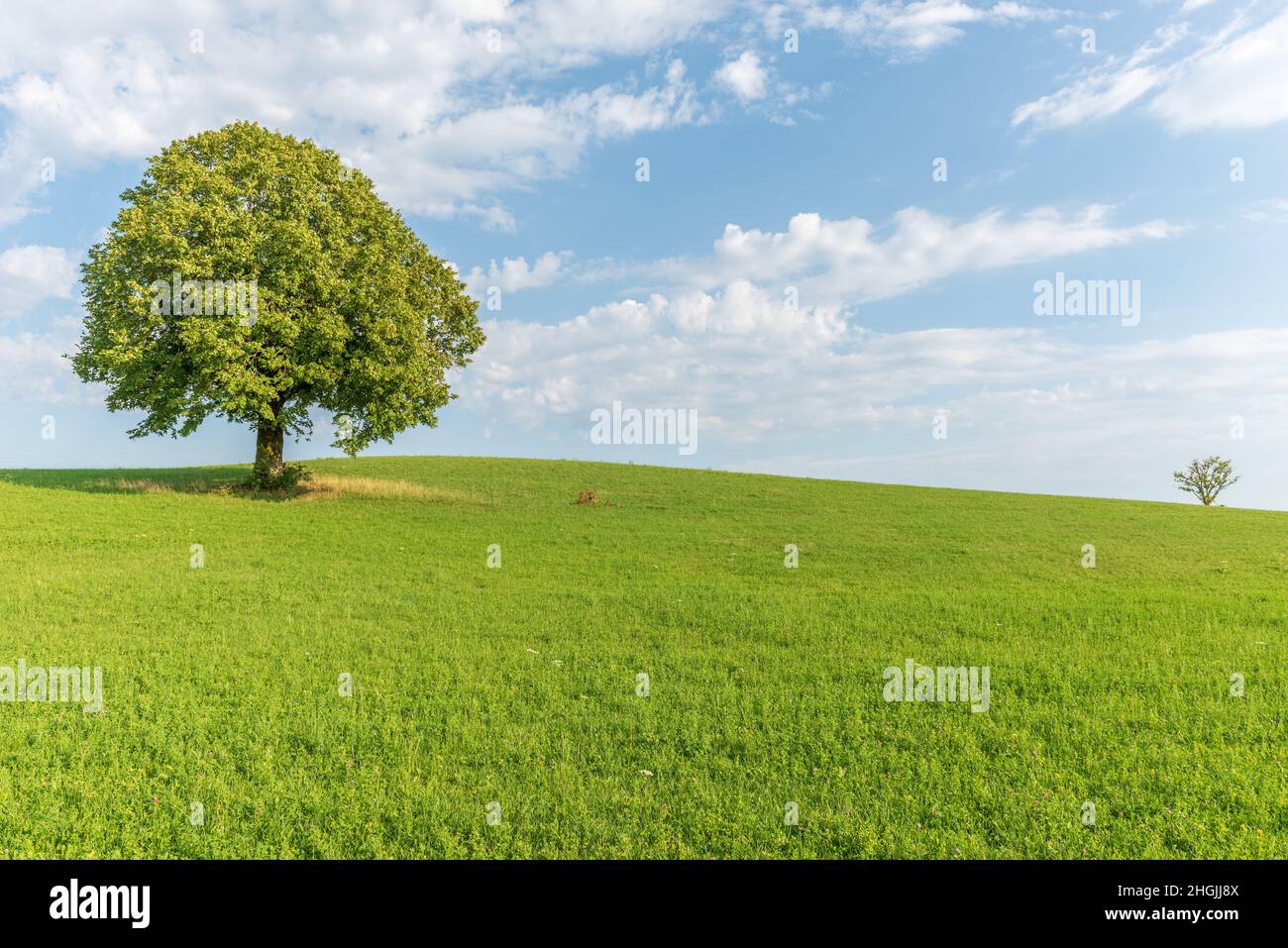 Lone lime tree hi-res stock photography and images - Alamy