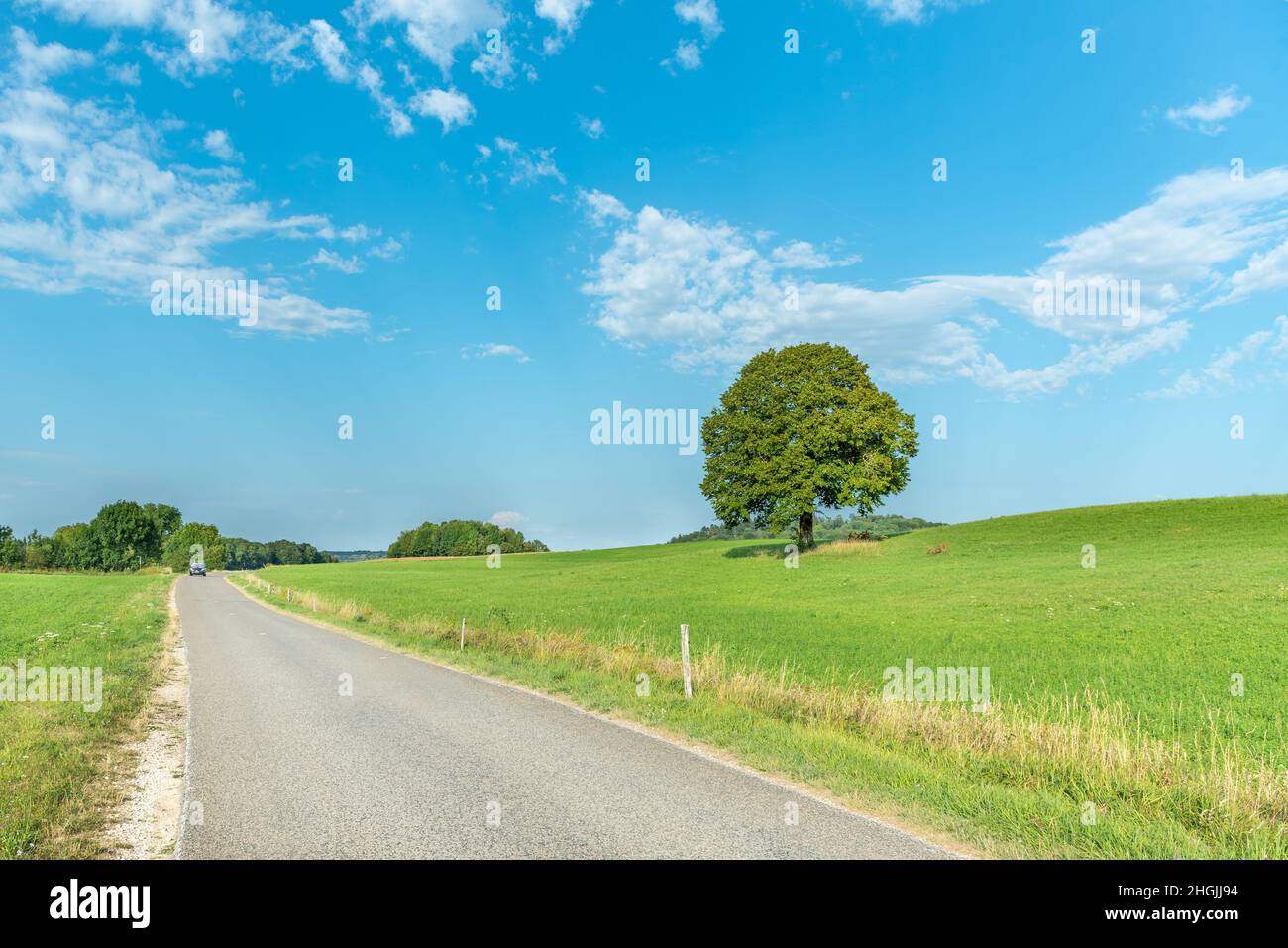 Lime tree pathway hi-res stock photography and images - Alamy