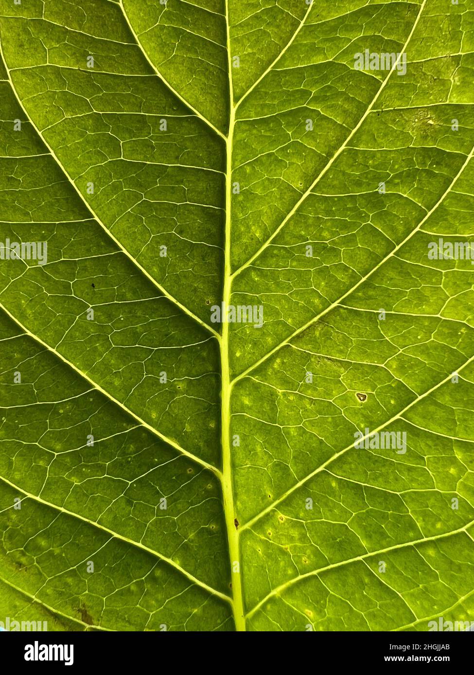 Leaf plant texture hi-res stock photography and images - Alamy