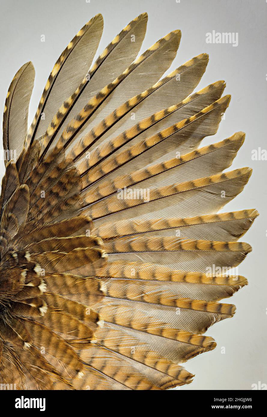 Wing of Carolina wren (Thryothorus ludovicianus), a common songbird ...