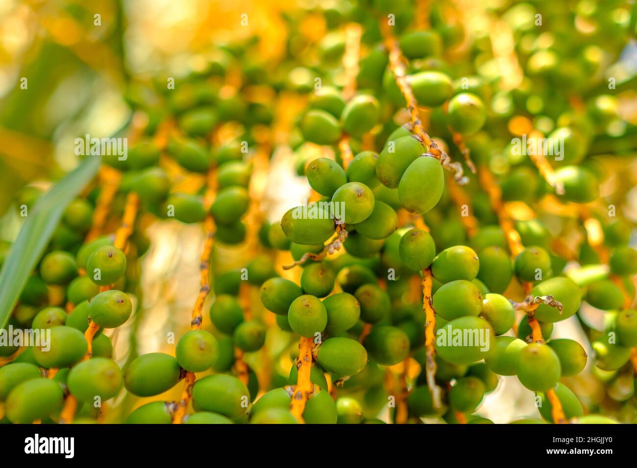 Date fruits on branches hang from a palm tree at sunlight Stock Photo ...