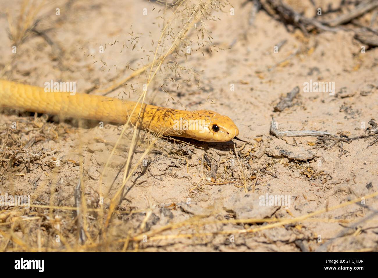Cape Cobra in the Kgalagadi Stock Photo - Alamy