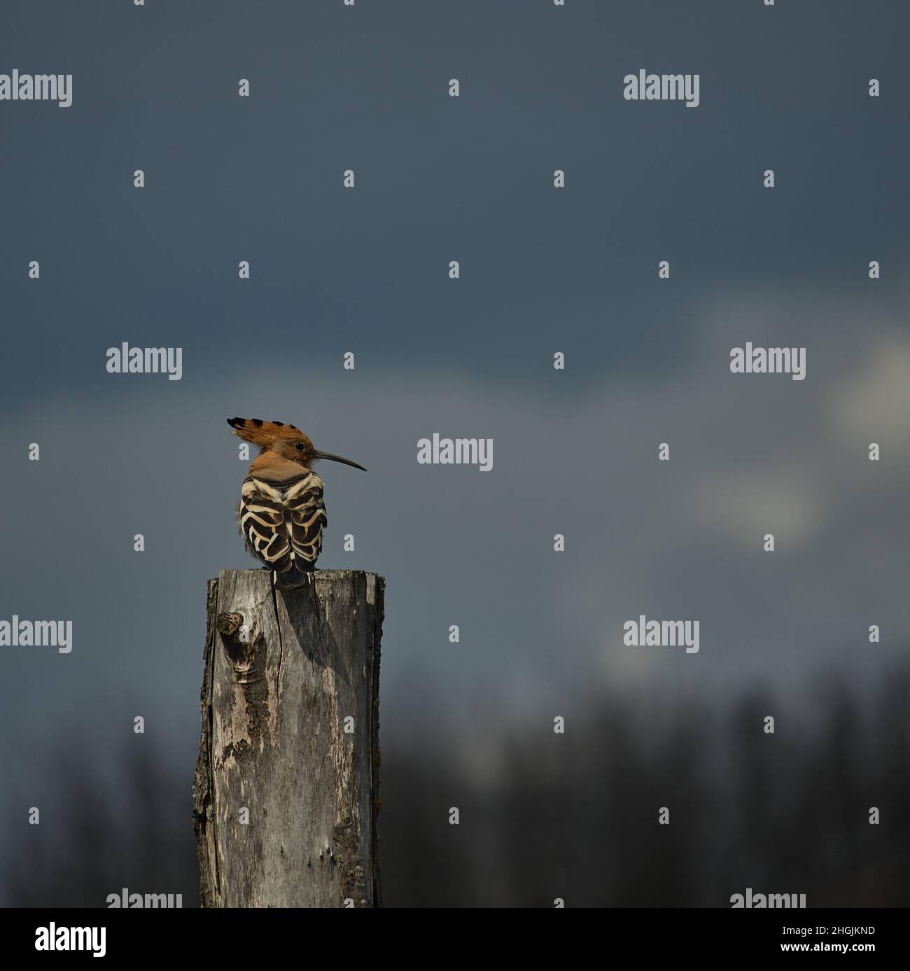 Puppet - waiting for the flight Stock Photo - Alamy