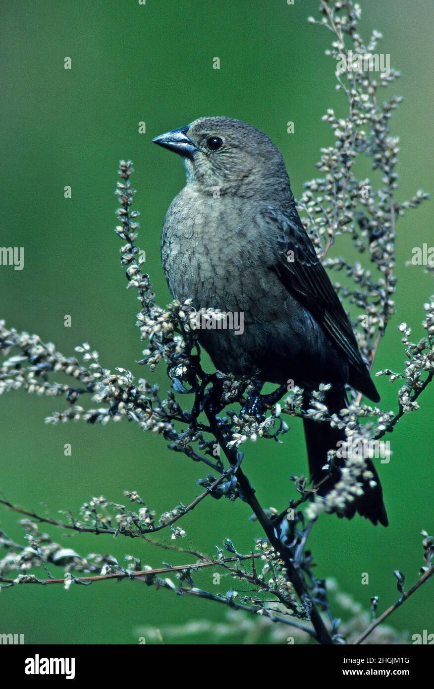 Female brown-headed cowbird Stock Photo - Alamy