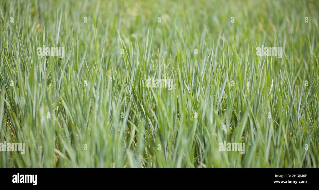 Touching wheat growing close hi-res stock photography and images - Alamy
