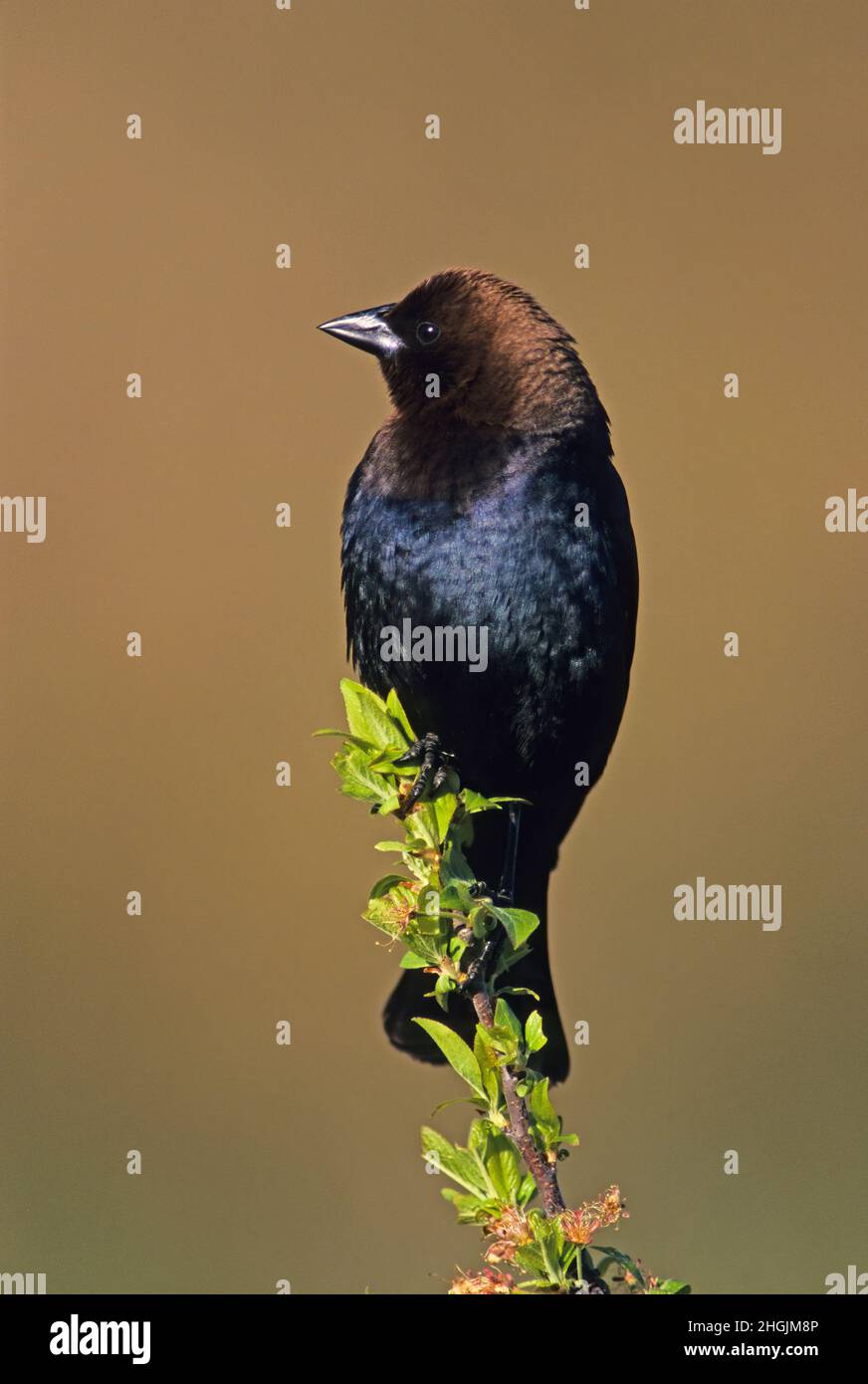 Male cowbirds hi-res stock photography and images - Alamy