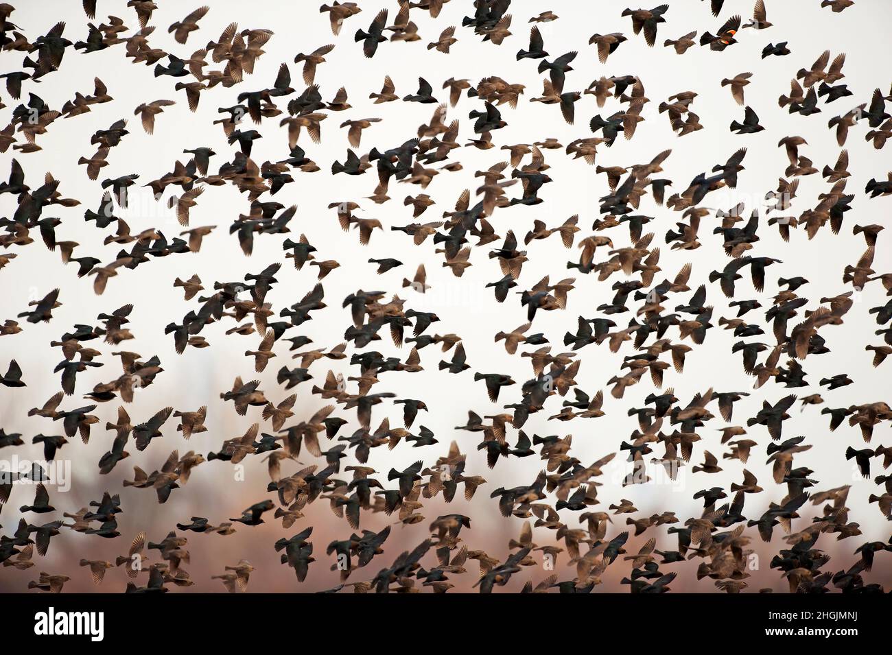 Brown headed cowbird flying hi-res stock photography and images - Alamy
