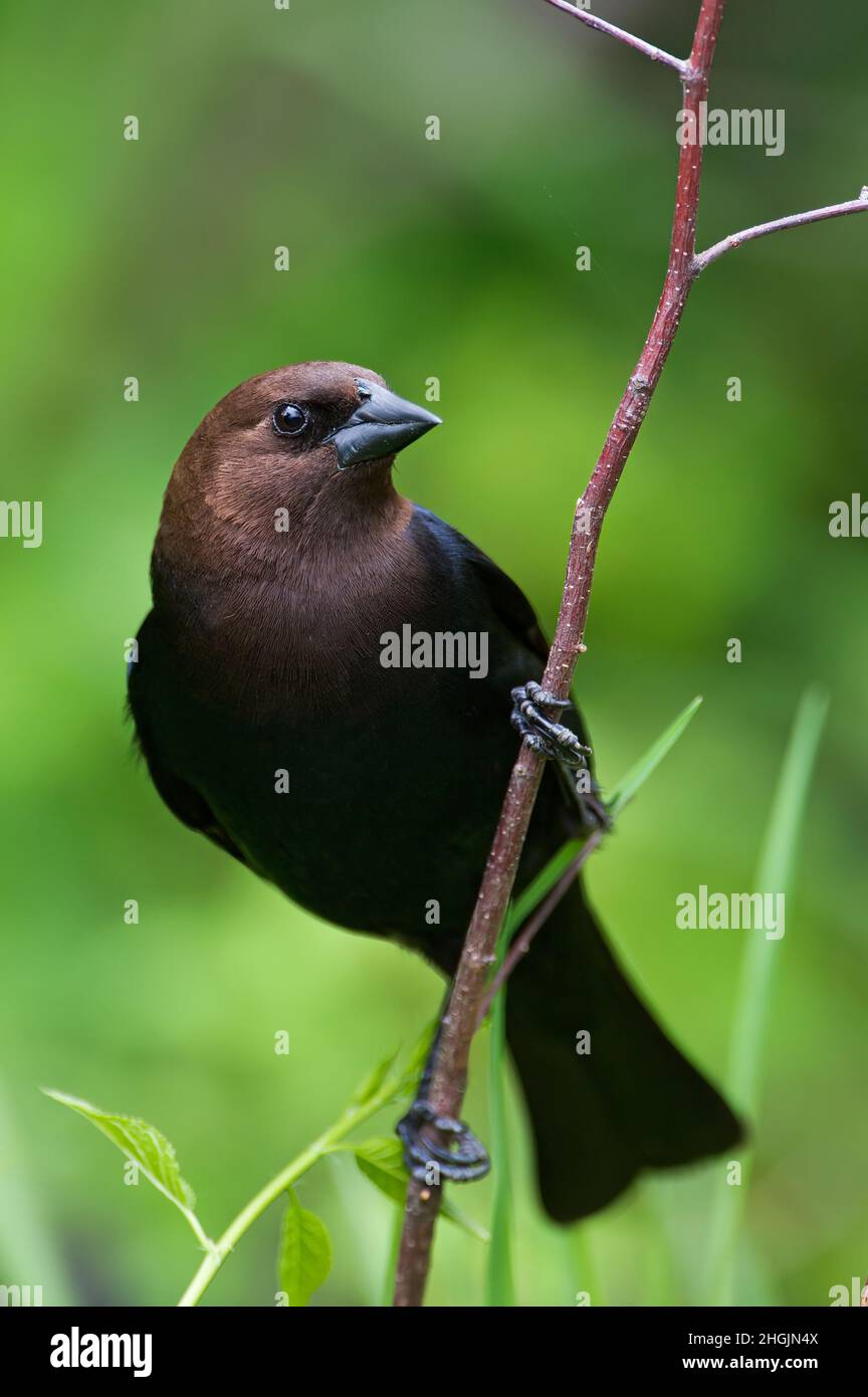 Brown headed cowbirds hi-res stock photography and images - Alamy