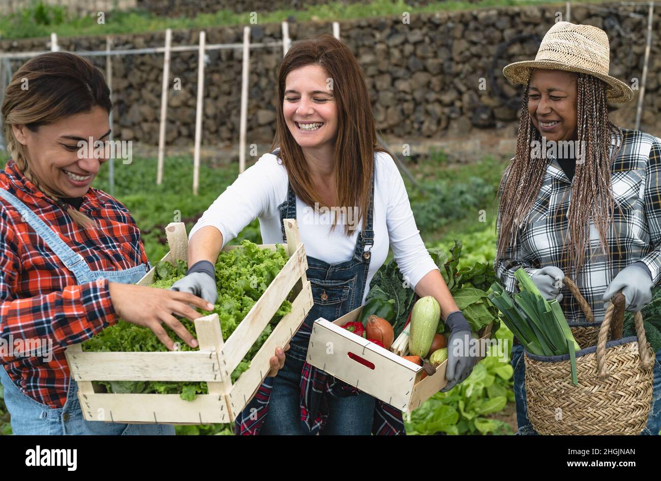 Multiracial female farmers working in countryside harvesting fresh ...