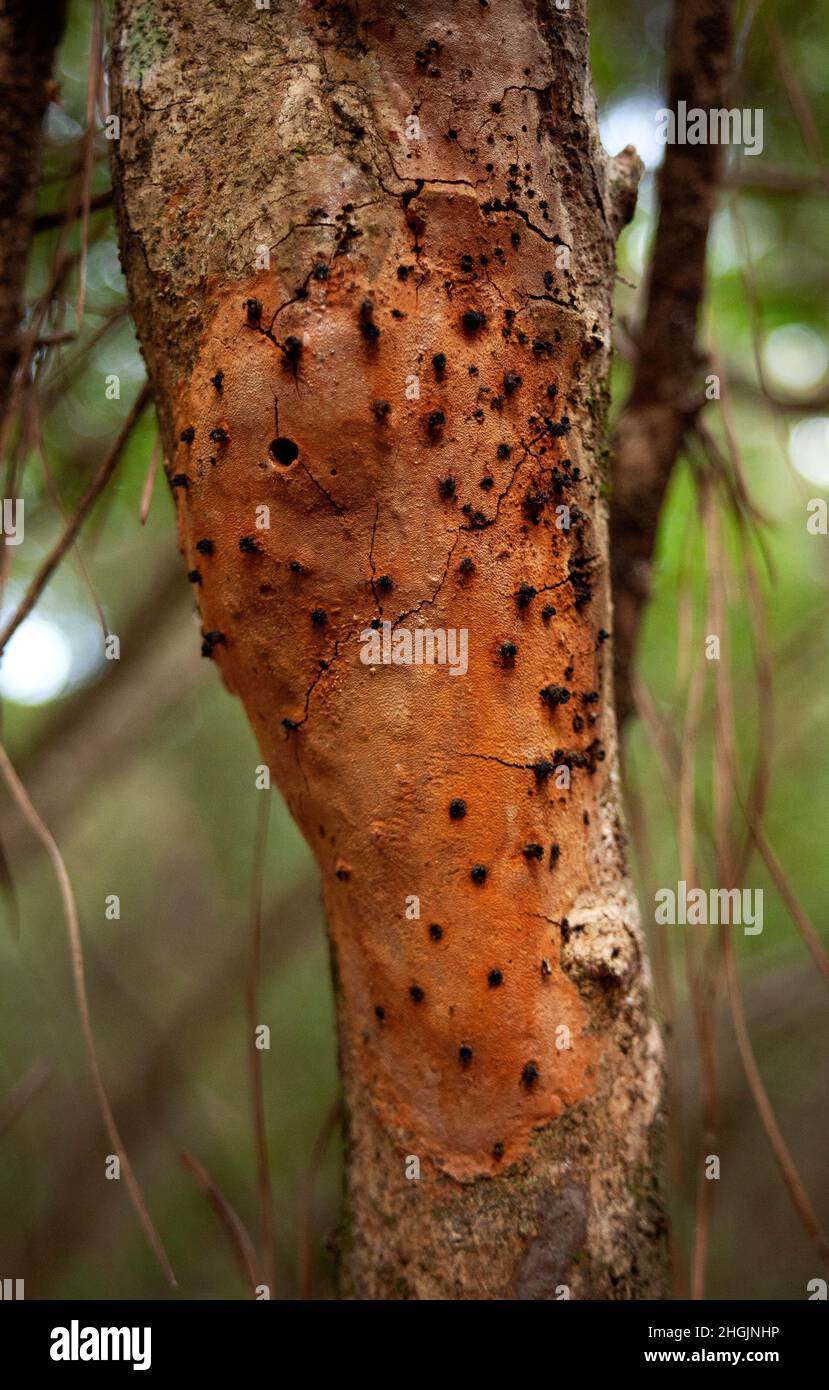 "Chocolate Chip Tree Stock Photo - Alamy