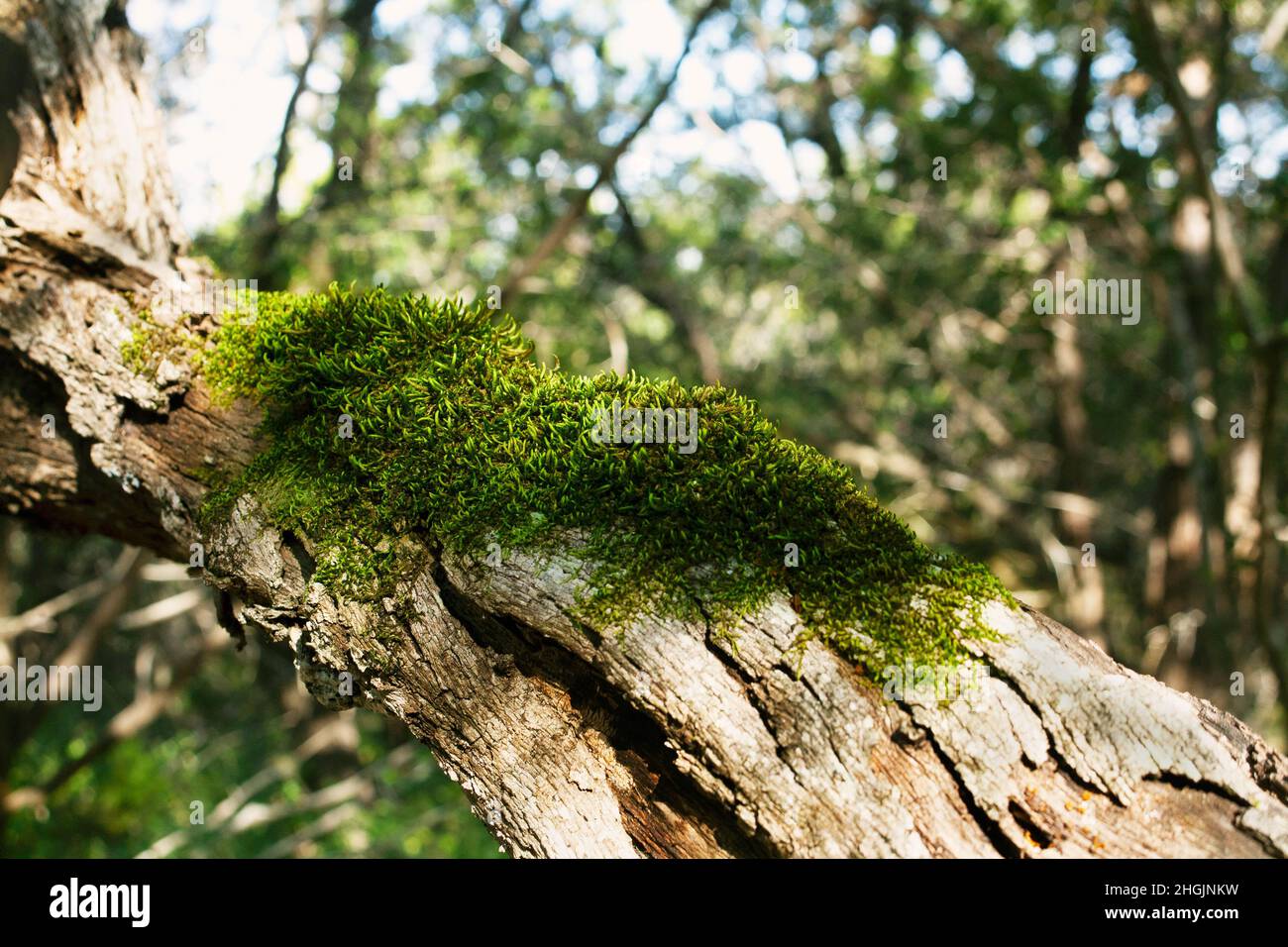 Commensalism hi-res stock photography and images - Alamy