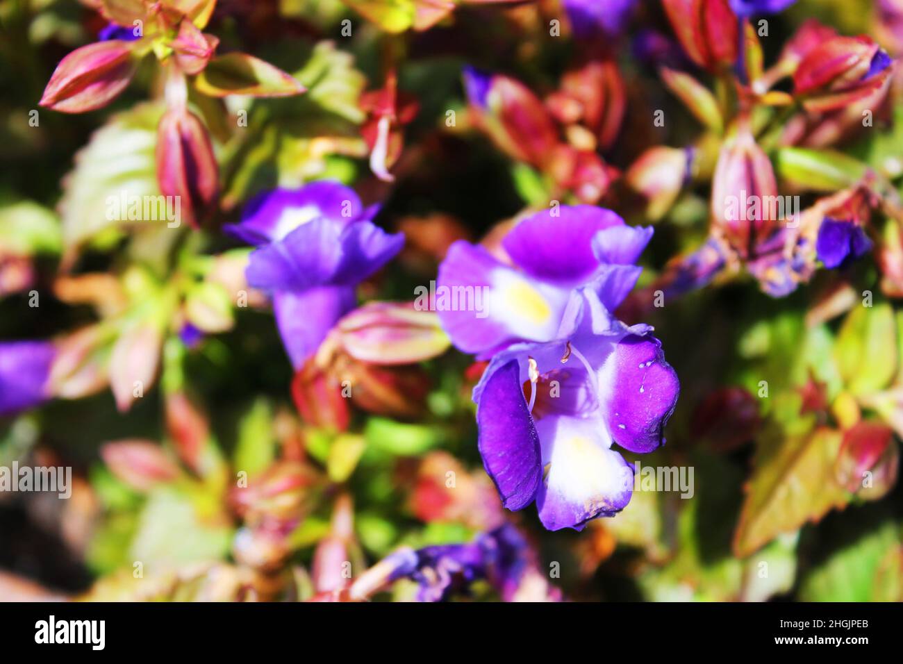 Wishbone flowers hi-res stock photography and images - Alamy