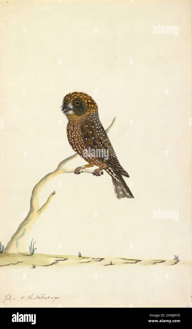 The Sydney Bird Painter - Boobook owl Stock Photo - Alamy