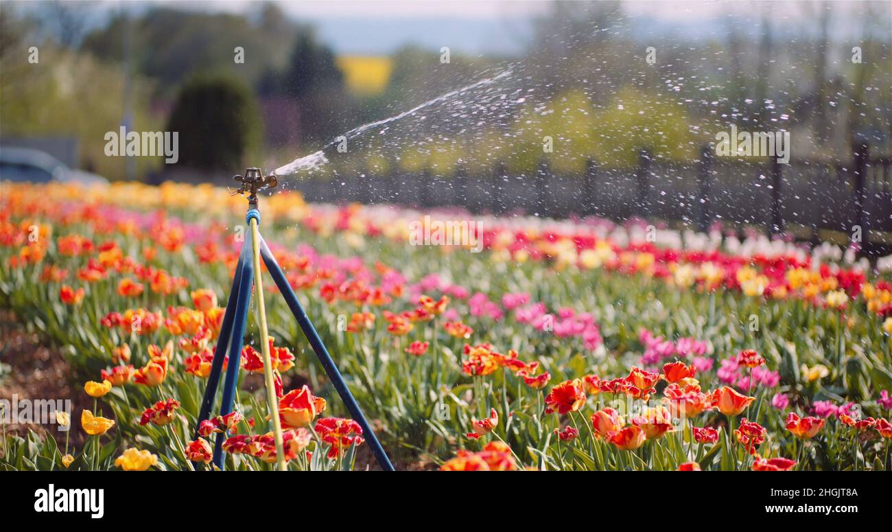 Agriculture - Water Sprinkler Watering Tulips at Flower Plantation Farm ...