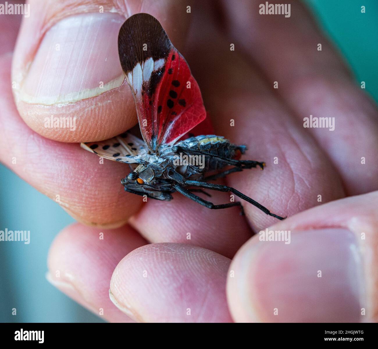 Dr. Phil Lewis, U.S. Department of Agriculture, Forest Pest Method Lab ...