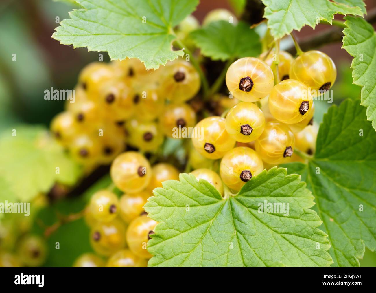 Ripe white currants (Ribes rubrum White Grape) in homemade garden ...