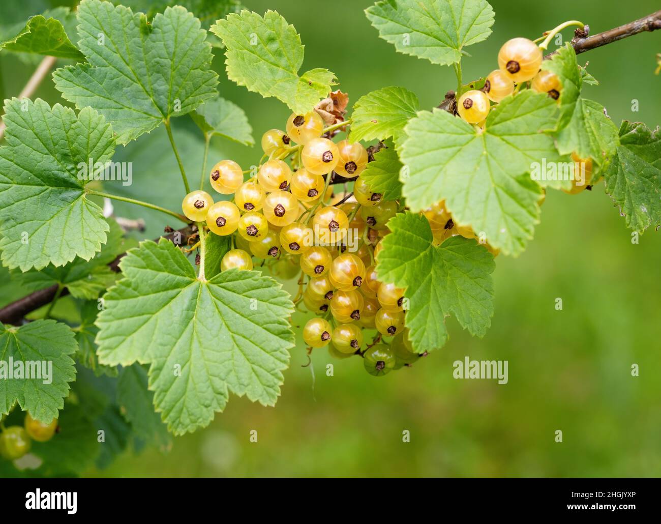 Ripe white currants (Ribes rubrum White Grape) in homemade garden ...
