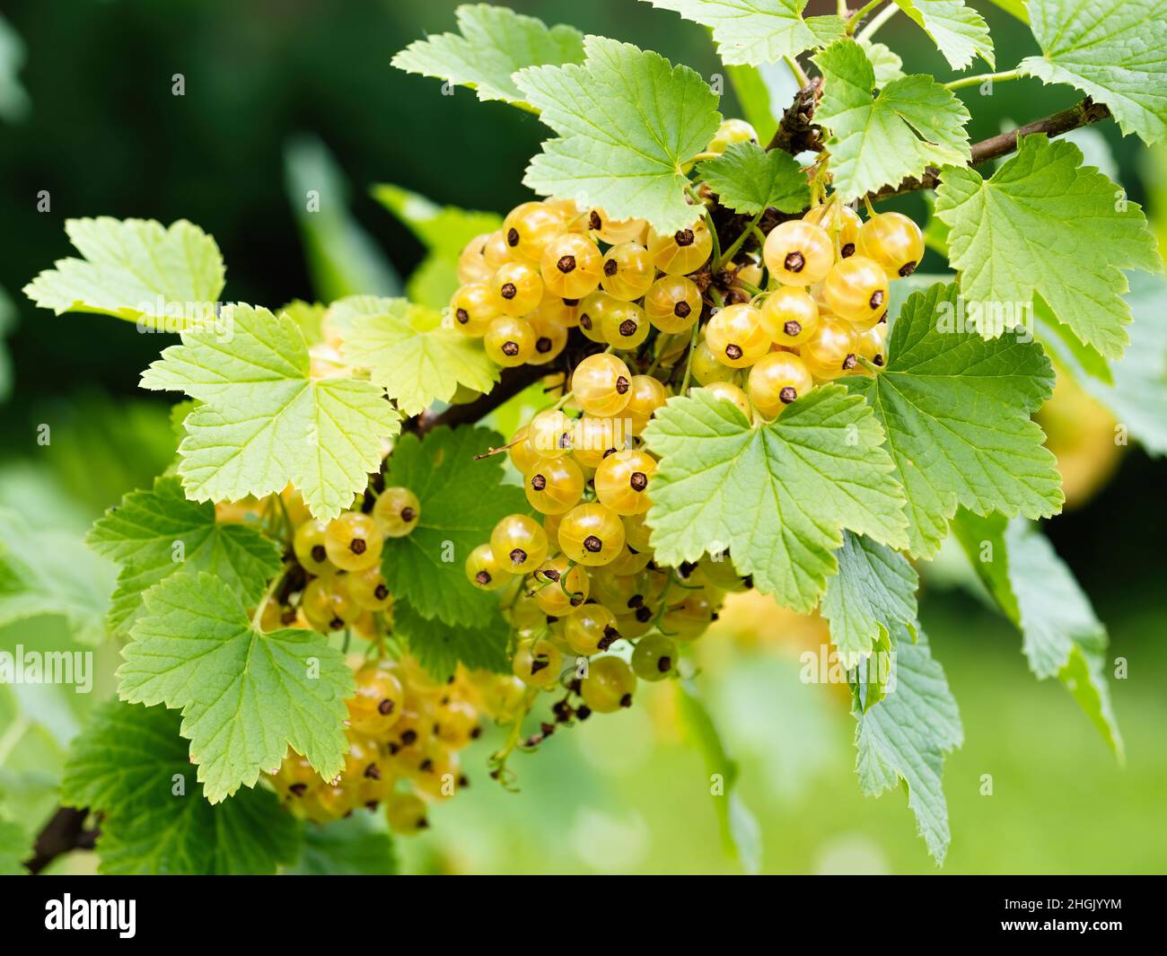 Ripe white currants (Ribes rubrum White Grape) in homemade garden ...