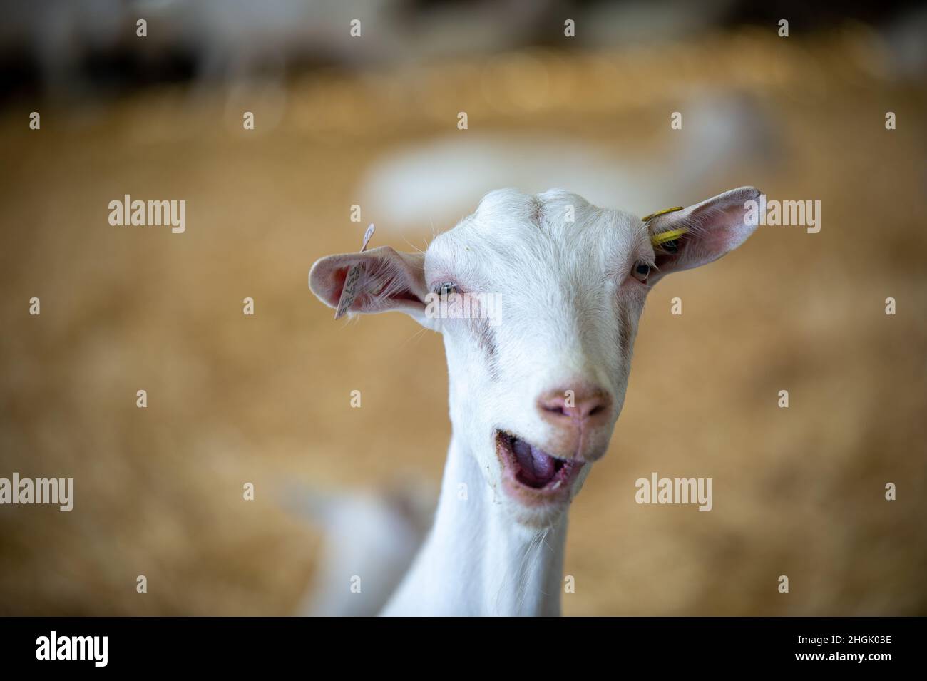 goats in barn on a goat farm Stock Photo - Alamy