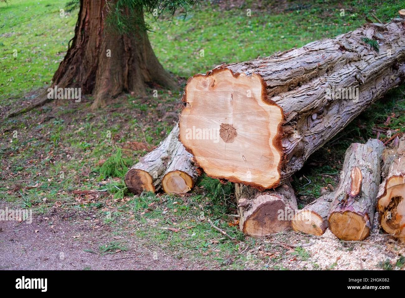 Freshly chopped tree hi-res stock photography and images - Alamy