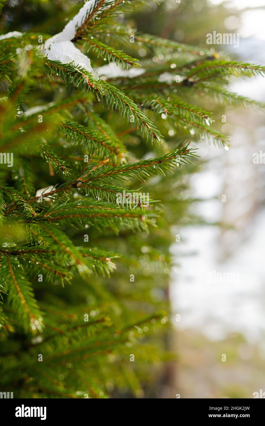 water drops on green conifer twigs in winter, close up Stock Photo - Alamy