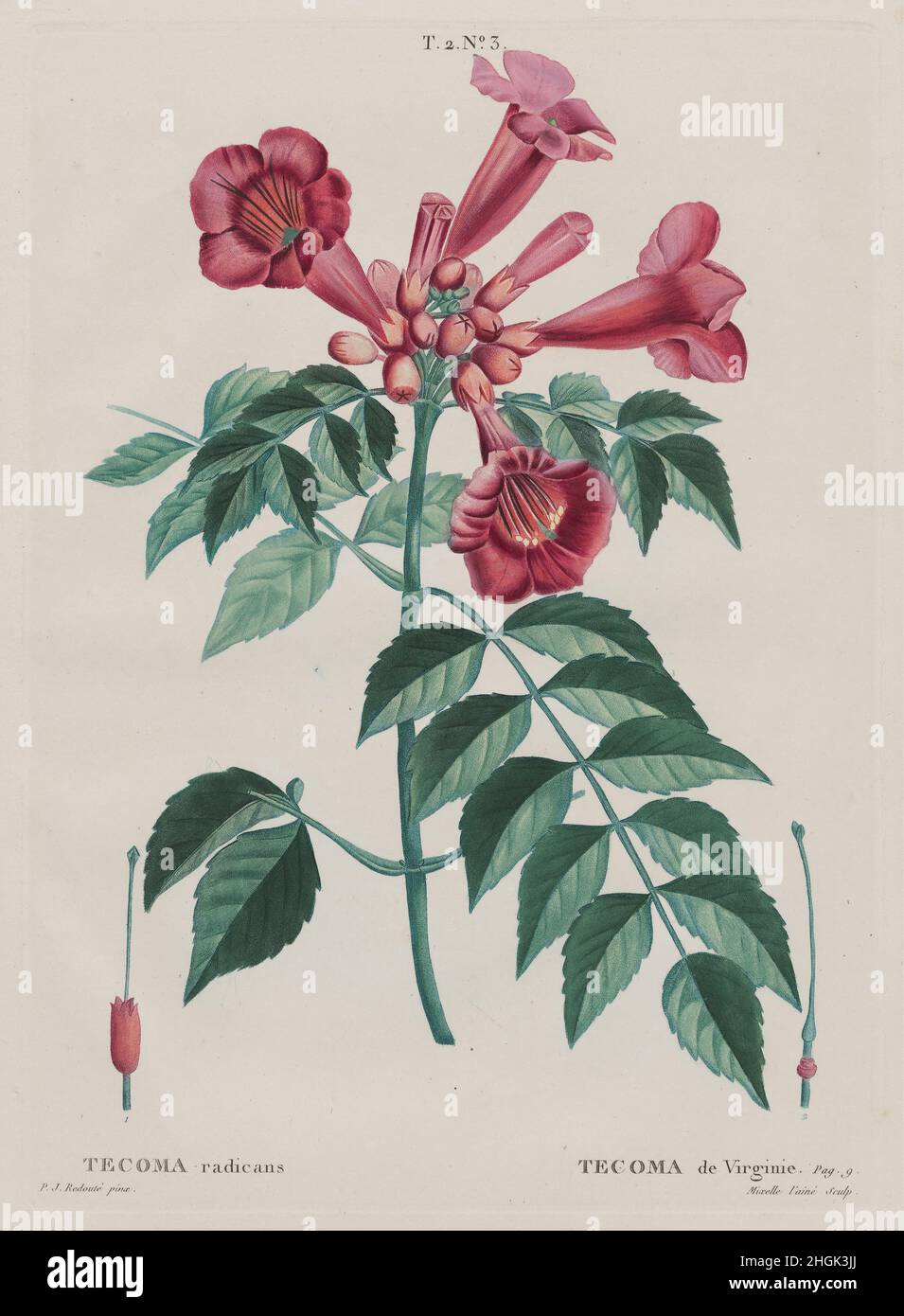 Tecoma de Virginie) (Campsis radicans Trumpet climber ). (T. 2, no ...