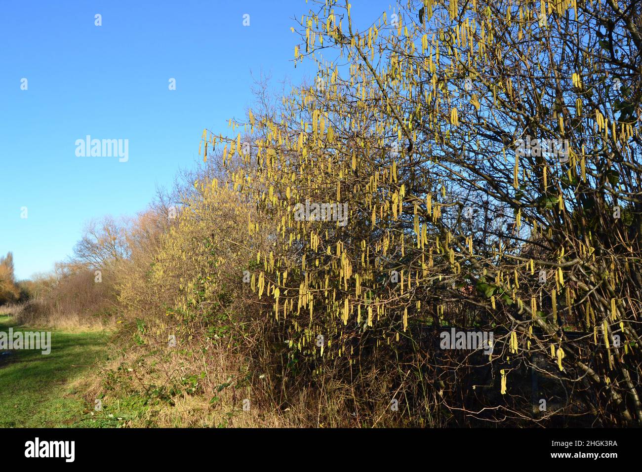 Hazel catkins line railway between Hayes and Lewisham in the River Pool ...