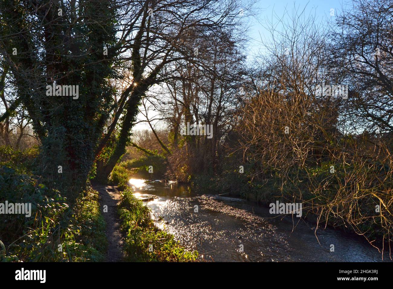 Hazel catkins line railway between Hayes and Lewisham in the River Pool ...