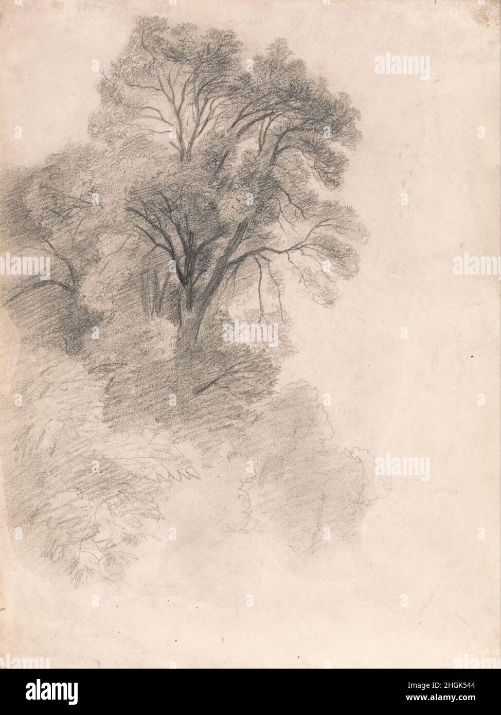 Lionel Constable - Study of Ash Trees Stock Photo - Alamy