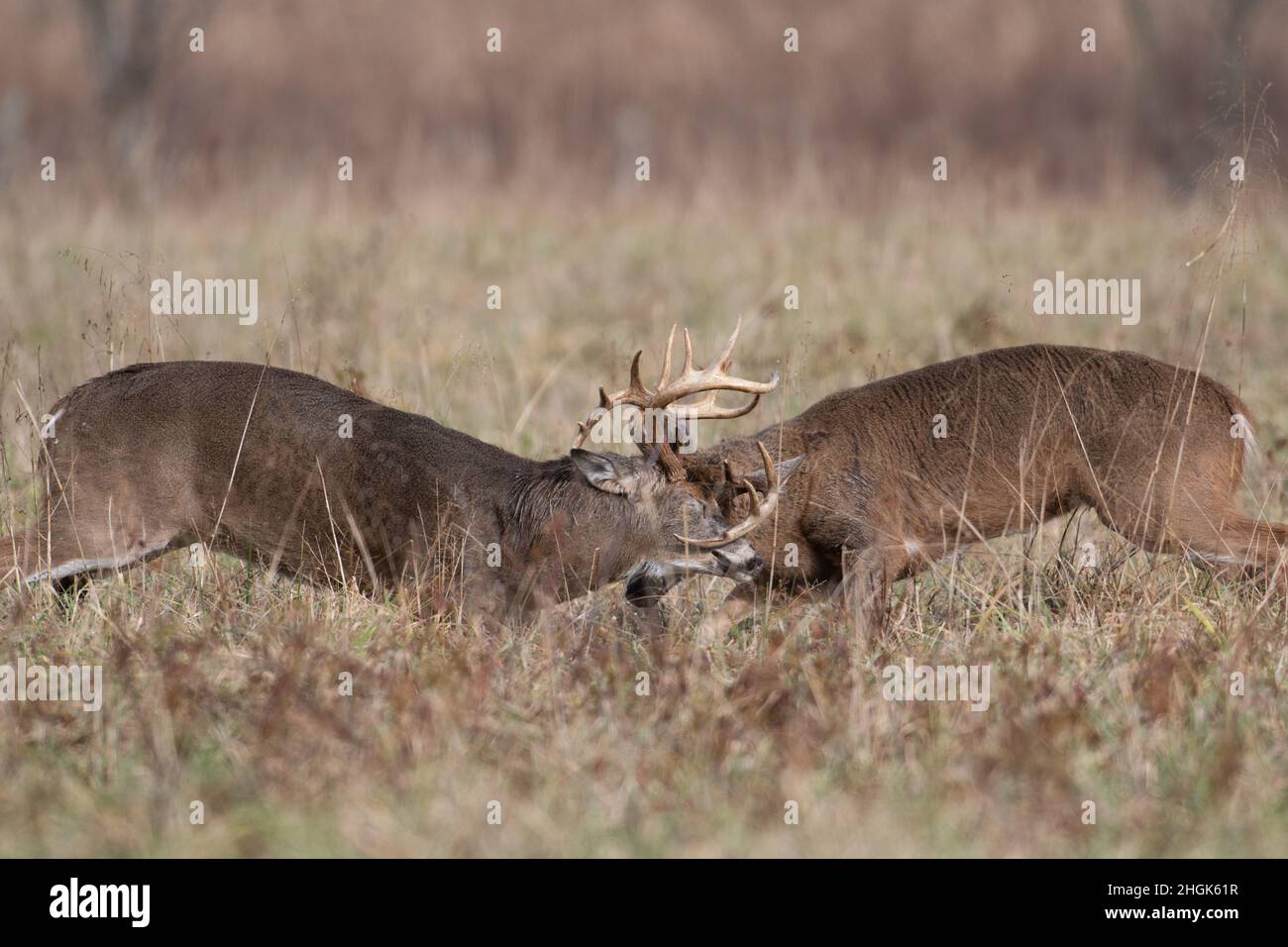 two white-tailed deer bucks sparring and fighting in an open meadow in ...