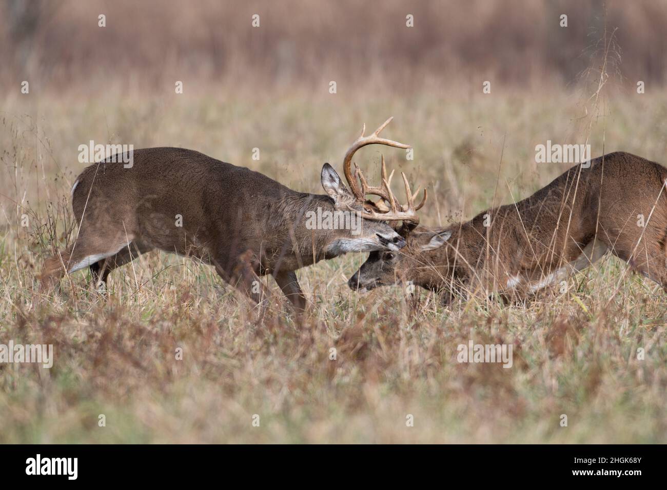 two white-tailed deer bucks sparring and fighting in an open meadow in ...