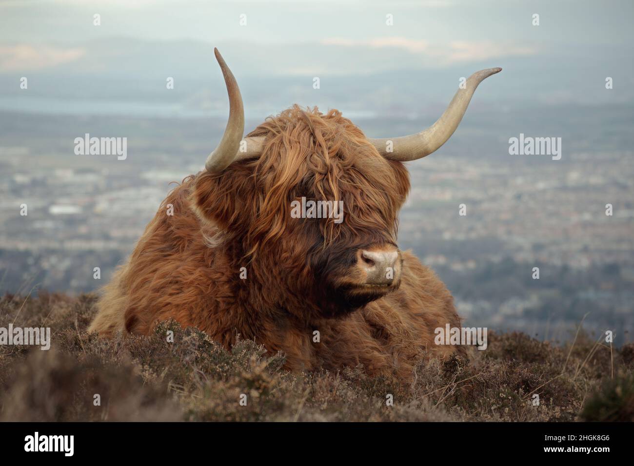 Furry highland cow on the background of the city of Edinburgh. Pentland ...