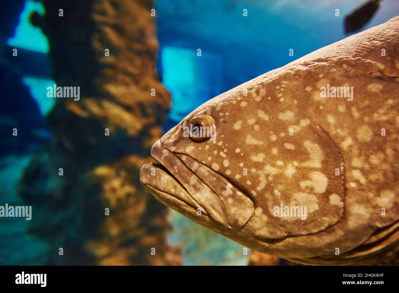 Grouper fish in the deep under water, sea fish in zoo aquarium, close ...