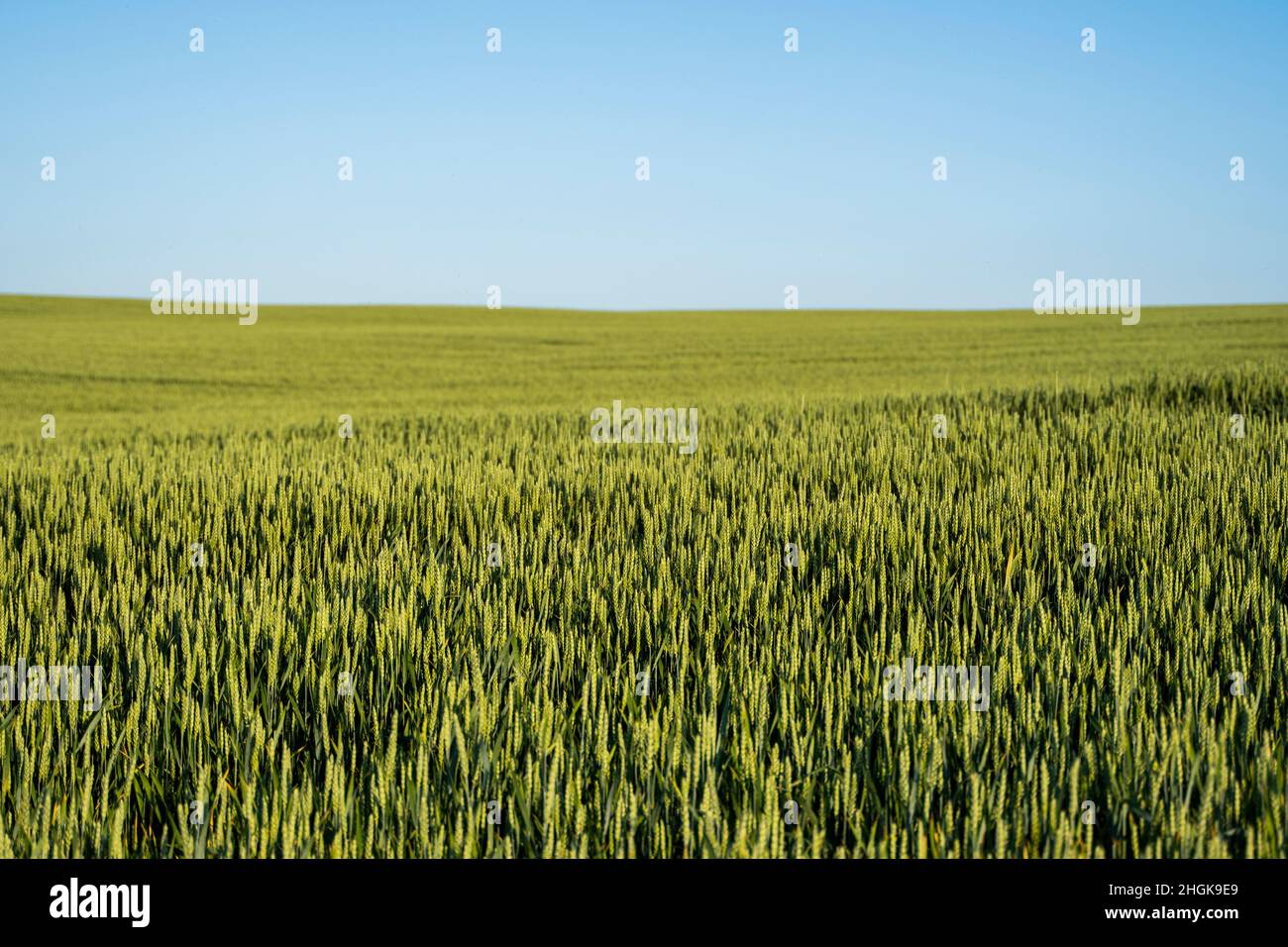 Fresh young ears of young green wheat in spring summer field ...