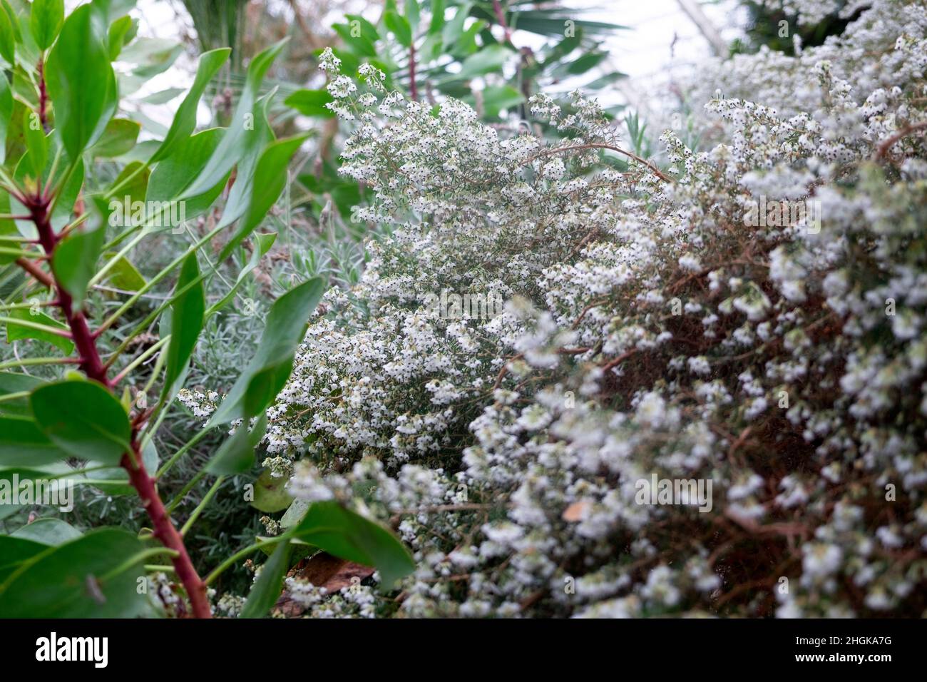 Erica canaliculata an evergreen shrub in flower bloom in the Great ...