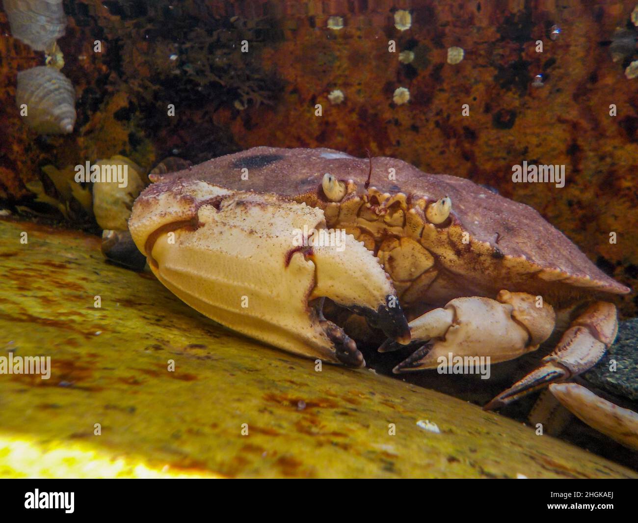 Crab hiding in rocks hi-res stock photography and images - Alamy