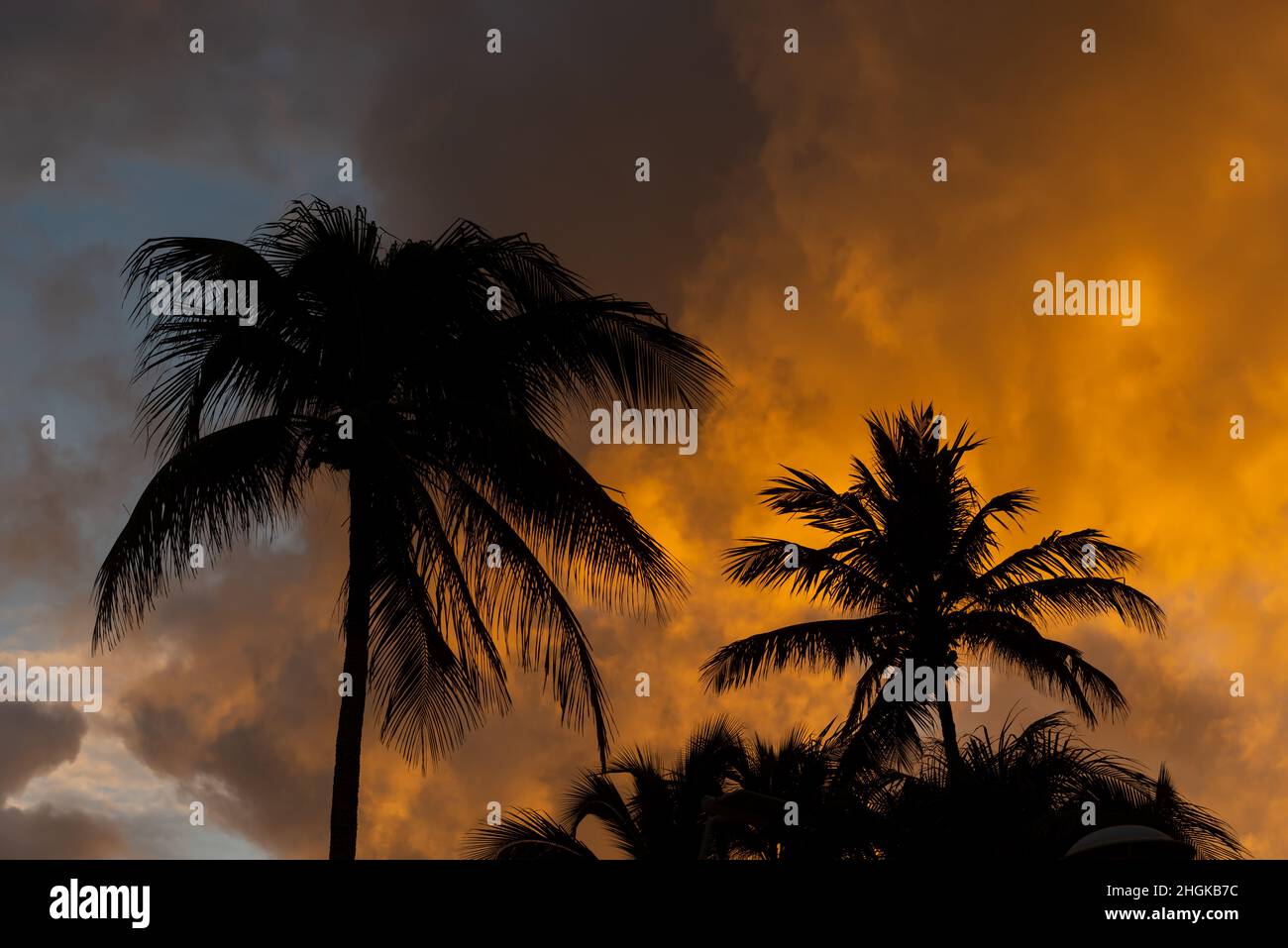 Trees silhouetted against the dramatic yellow sunset. City of Salvador ...