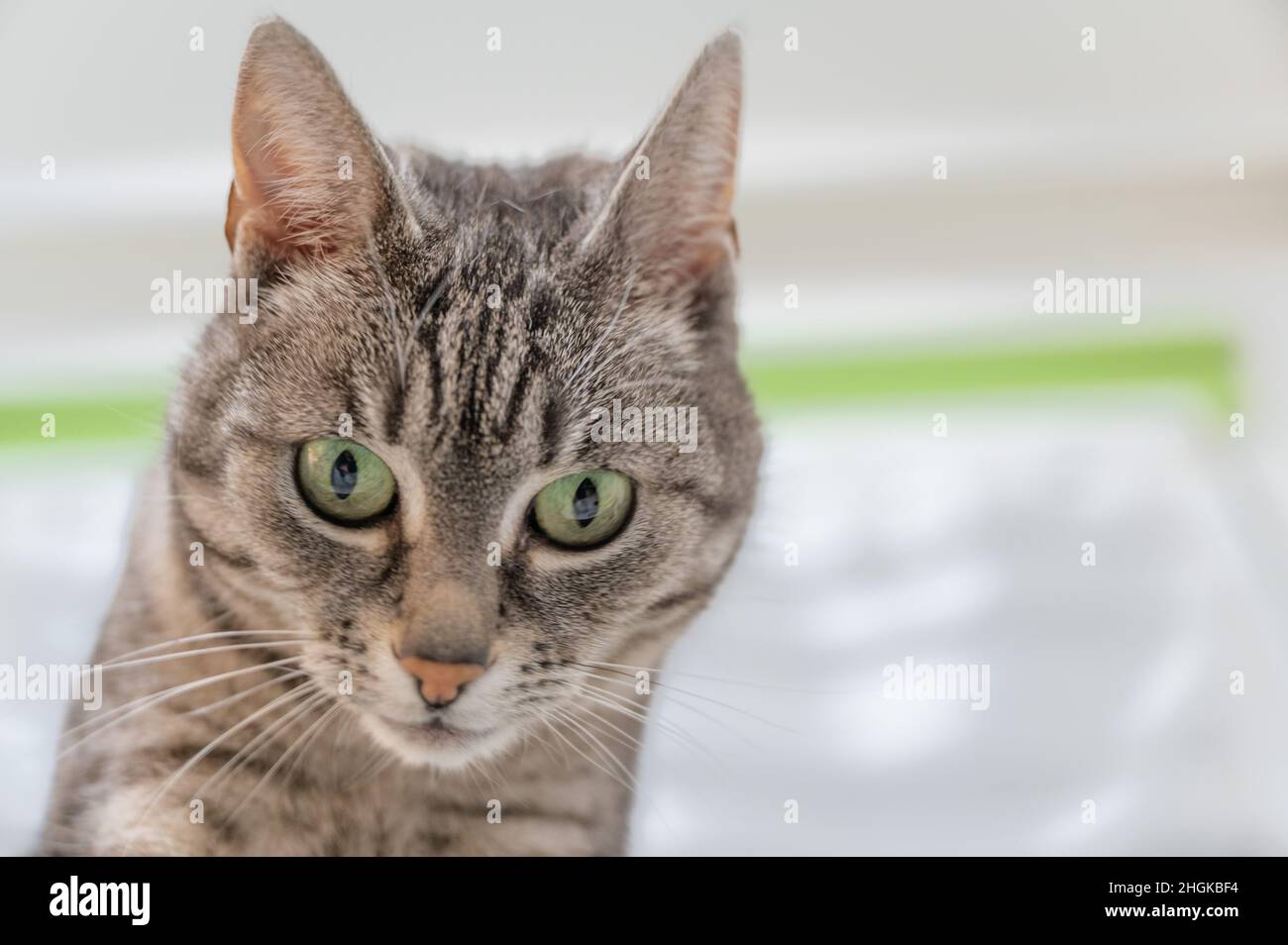 Portrait of gray European domestic cat with black stripes and green ...