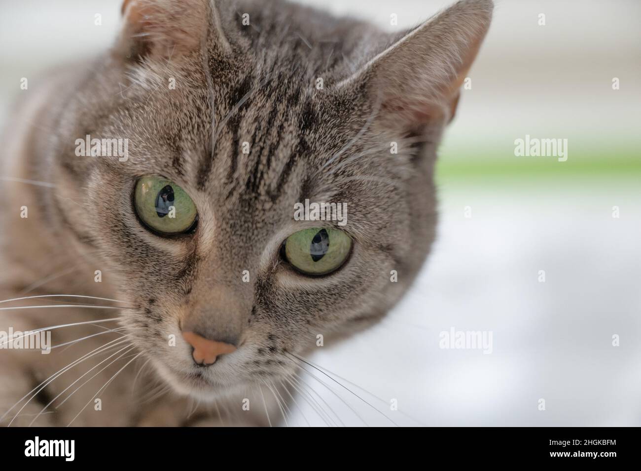 Portrait of gray European domestic cat with black stripes and green ...