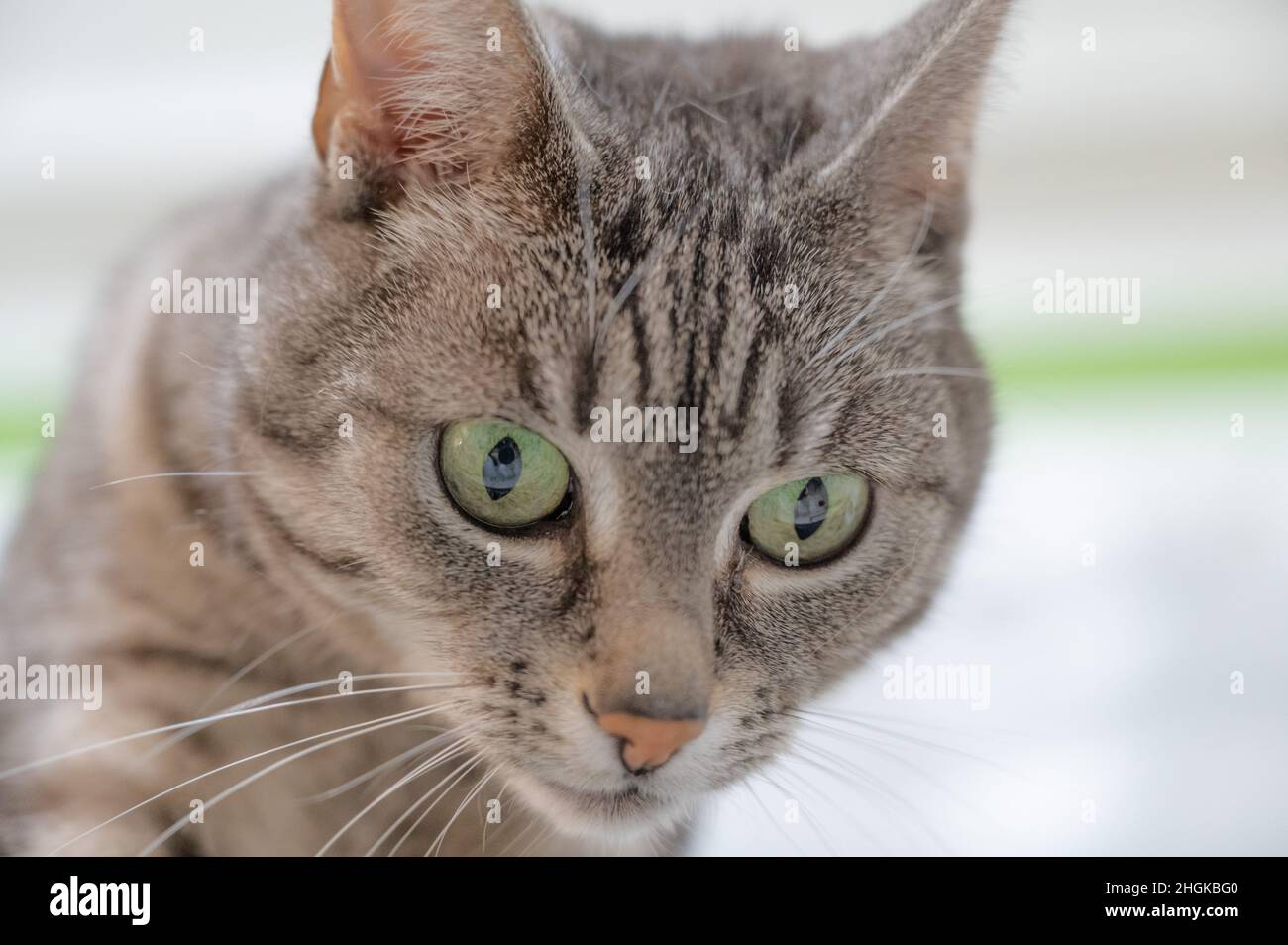 Portrait of gray European domestic cat with black stripes and green ...