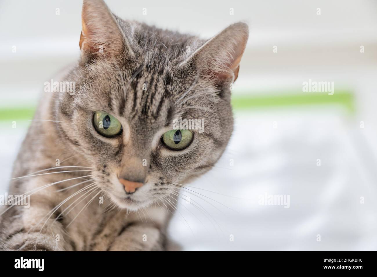 Portrait of gray European domestic cat with black stripes and green ...