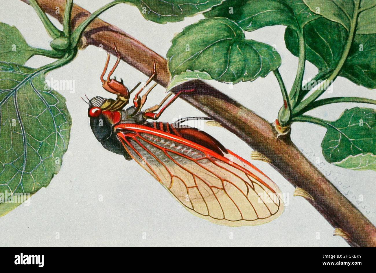 Cicada illustration hi-res stock photography and images - Alamy