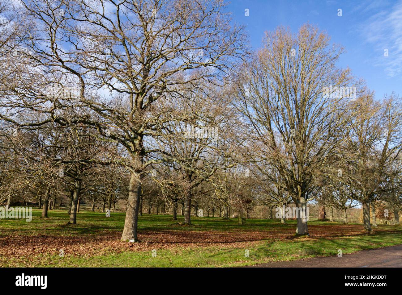 Small plantation of trees opposite the York Club in Windsor Great Park ...