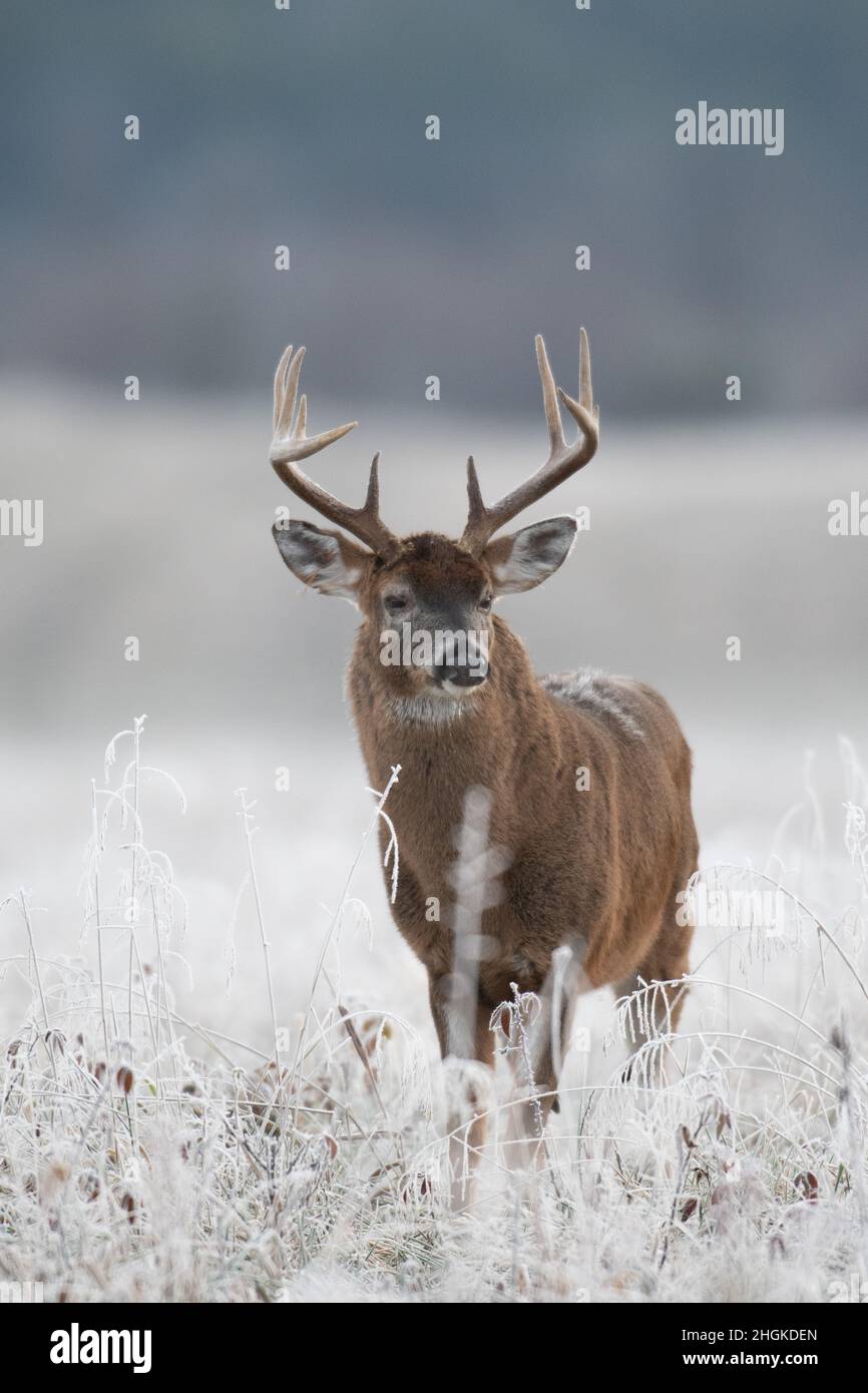 Large white-tailed deer buck in a frost covered meadow at first light ...