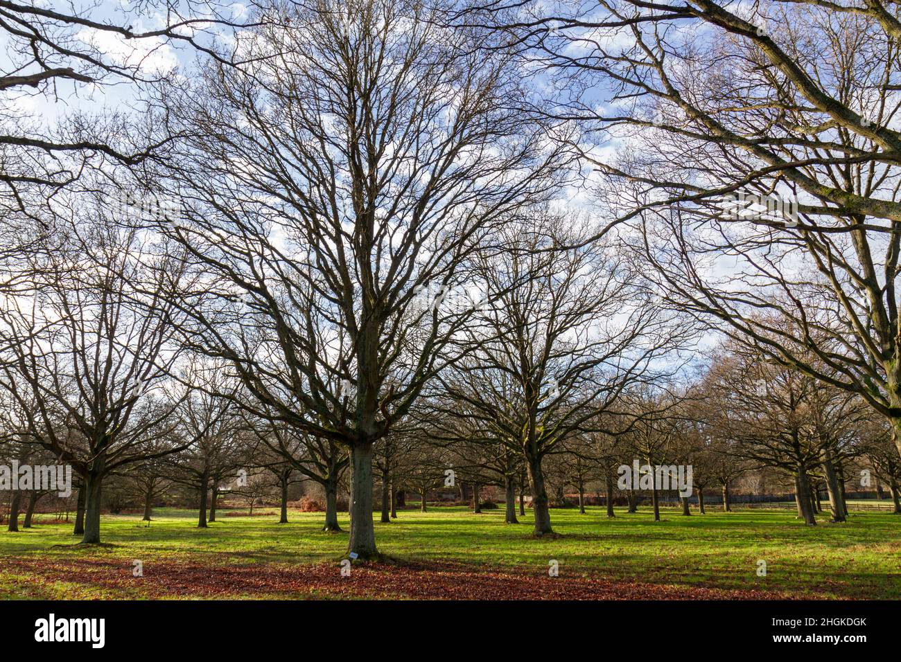 Small plantation of trees opposite the York Club in Windsor Great Park ...