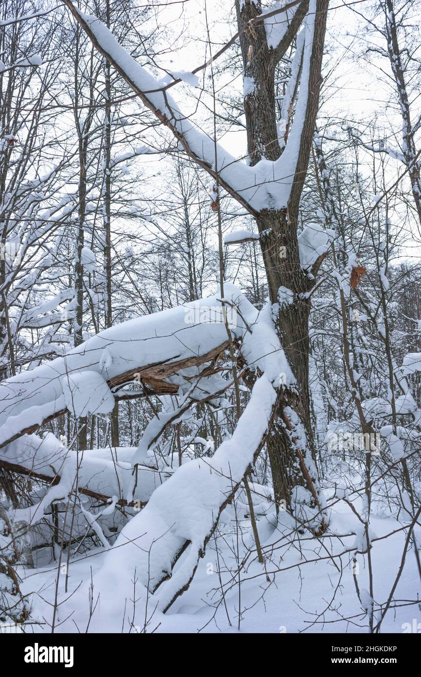 Snowfall, large branches of trees, broken under the weight of snow ...