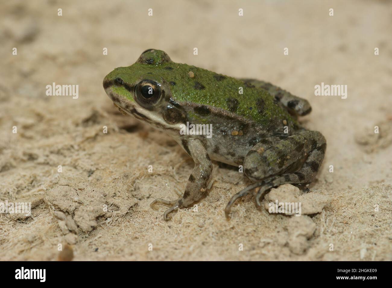 Closeup on a small mediterranean European pool frog, Pelophylax ...