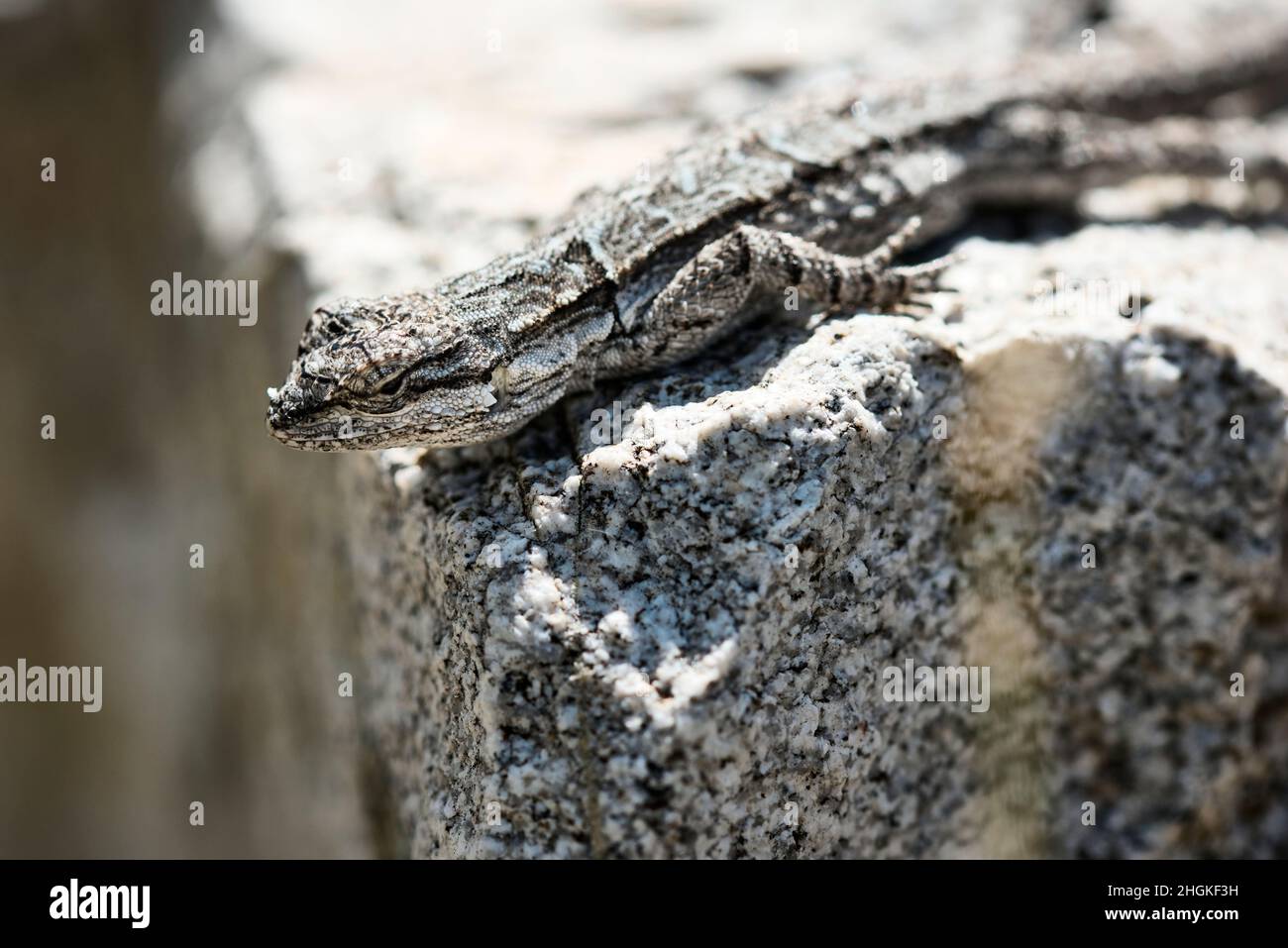 Fence Lizard sunning Stock Photo - Alamy