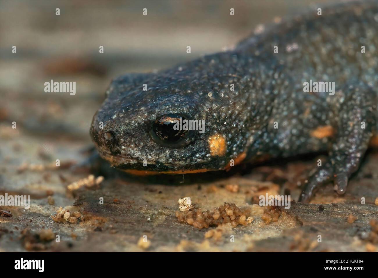 Closeup on a terrestrial adult Chuxiong blue tailed fire-bellied newt ...
